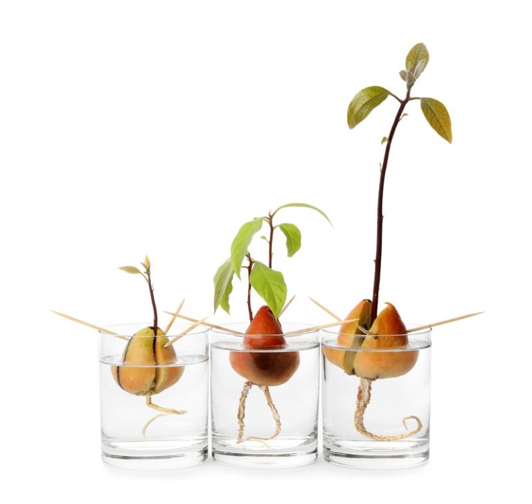 Come far germinare il seme di avocado - Cose e Case