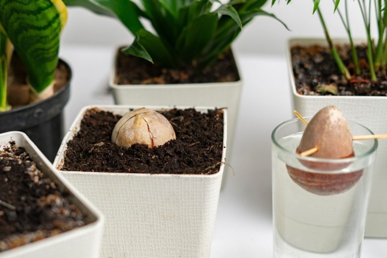 Come far germinare il seme di avocado - Cose e Case